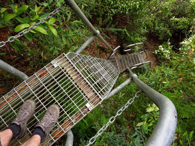 Illawarra Escarpment Track (Forest Walk) - Aussie Bushwalking