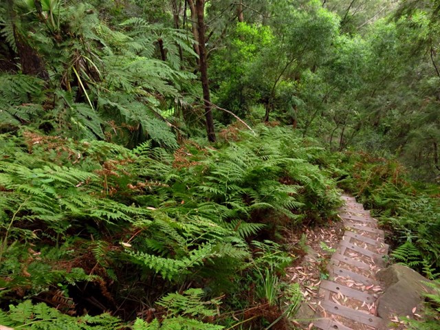 Sublime Point Track - Aussie Bushwalking