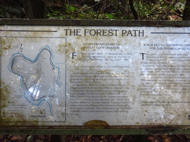 The Forest Path - Aussie Bushwalking