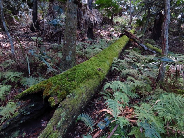 The Forest Path - Aussie Bushwalking