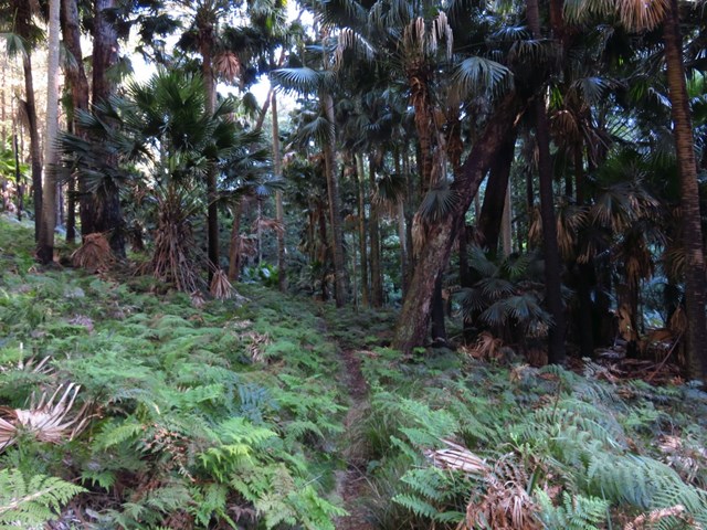 The Forest Path - Aussie Bushwalking